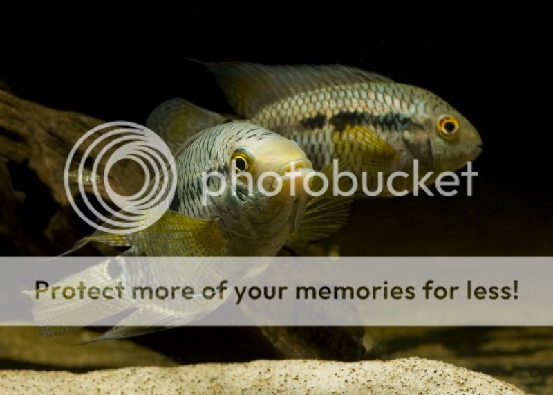 Cichlasoma Dimerus update | Cichlid Fish Forum