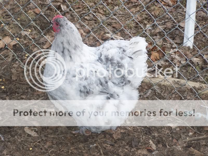 Orpington Pic Fix. Mottled, Blue, Splash Black. Pic Heavy Taken today ...